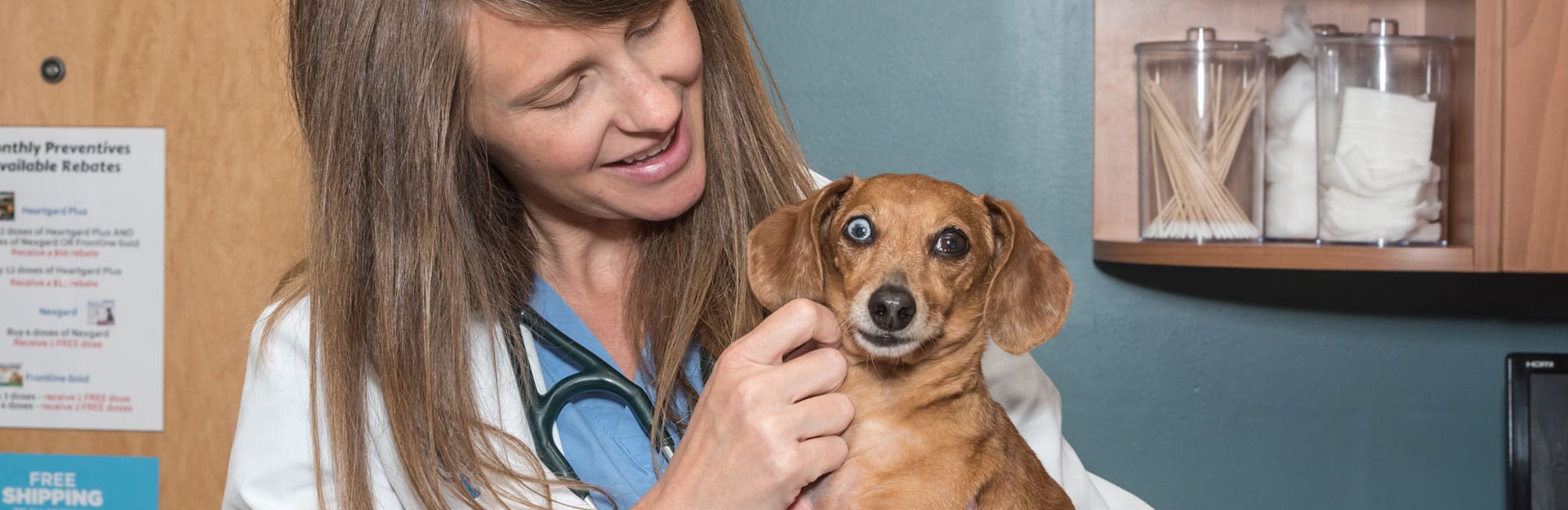 What Does a Veterinarian Do?